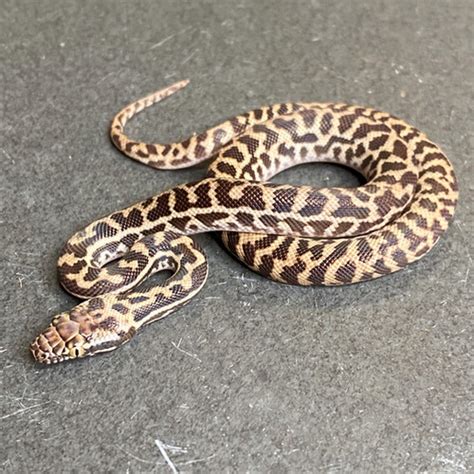 Western Wheatbelt Stimsons Python Male Id 24ht4m For Sale Western Wheatbelt Stimsons Python Male Id 24ht4m For Sale
