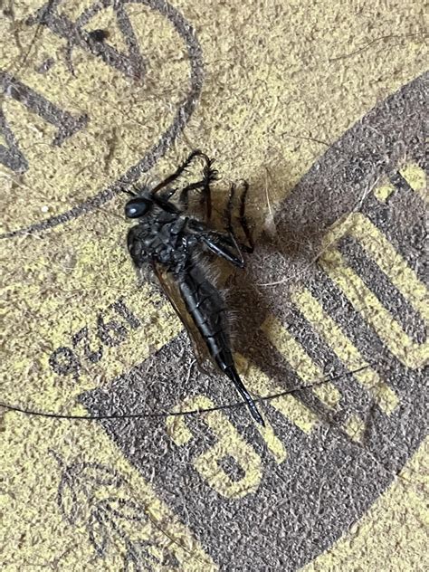 What Is It R Whatbugisthis