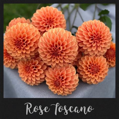 Shop — Bee Merry Farm