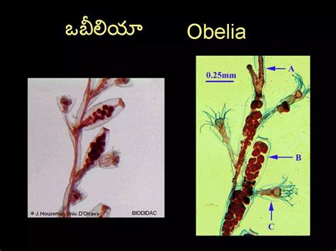 Polymorphism In Coelenterates Pptx