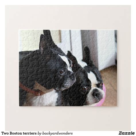 Two Boston Terriers Jigsaw Puzzle Zazzle Boston Terrier Terrier