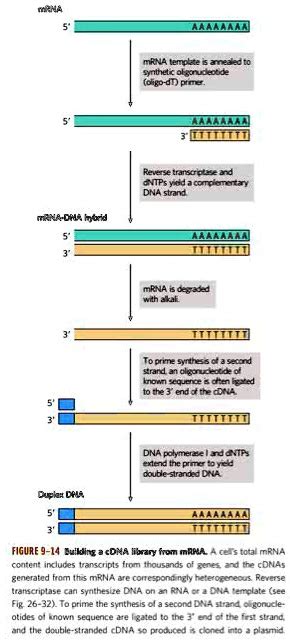 Mrna 5 Mrna Template Is Annealed To Synthetic Oligonucdleotide Oligo Dt Primer 5 Reverse