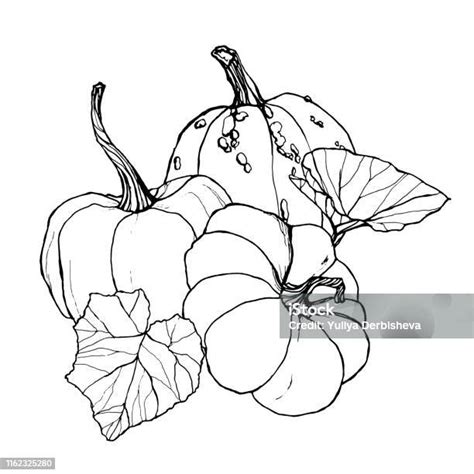 가을 축제를위한 라인 아트 호박 조성물 손으로 흰색 배경에 고립 된 잎과 가지와 전통적인 호박을 그렸다 디자인 인쇄 또는 배경을 위한 식물 그림 10월에 대한 스톡 벡터