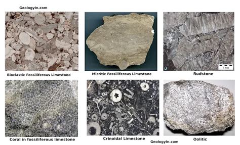 Fossiliferous Limestone What Is It Properties Formation Geology In