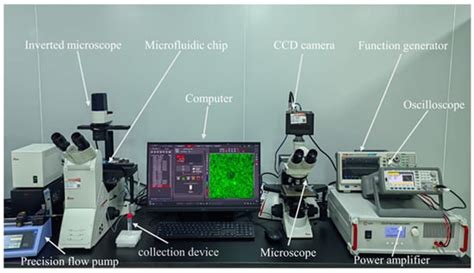 The Shape Effect Of Acoustic Micropillar Array Chips In Flexible Label Free Separation Of Cancer
