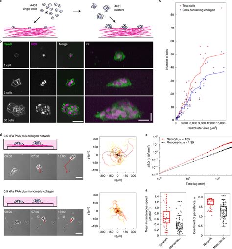Cell Clusters Migrate Persistently On Collagen Networks A Schematic Download Scientific