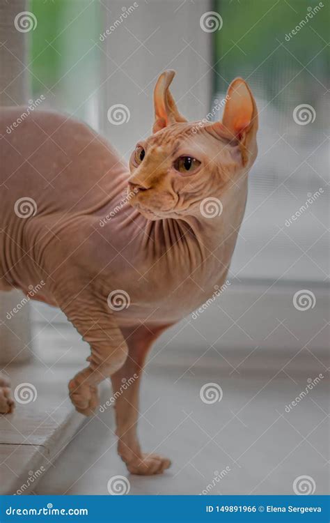 Sphinx Bald Cat Walking Stock Photo Image Of Black