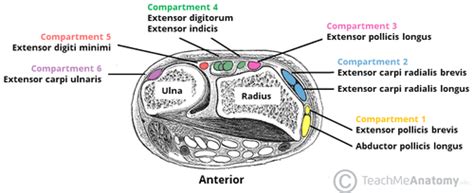 Compartments Of The Forearm Extensor Retinaculum Yout