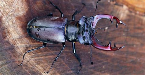 Beetle Bugs Pinchers