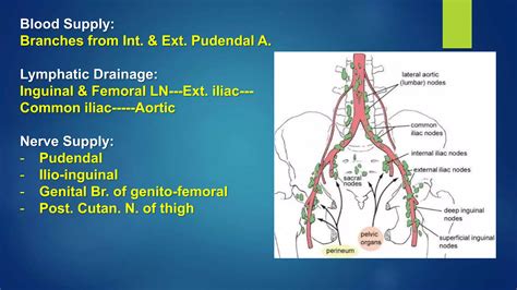 Female Genital System Anatomy And Embryology Pptx