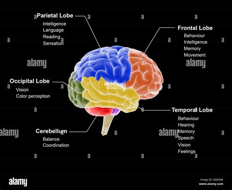 What Are The Different Parts Of Human Brain At Alexander Hickson Blog