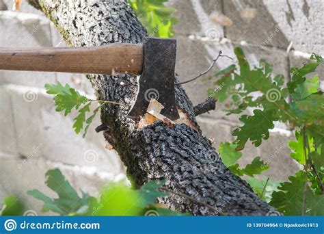 Man Cuts A Tree Brunch Stock Photo Image Of Crosscut