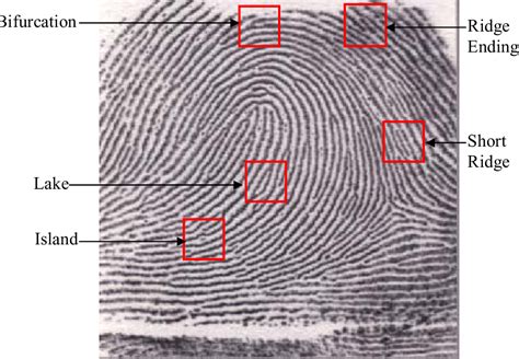 Figure 12 From Fingerprint Reconstruction Based On Improved Directional Image Semantic Scholar