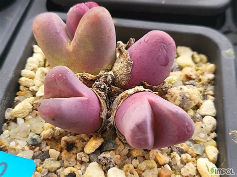 루비 212 950 다육식물선인장 심폴