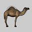 Camel Dromedary Obj