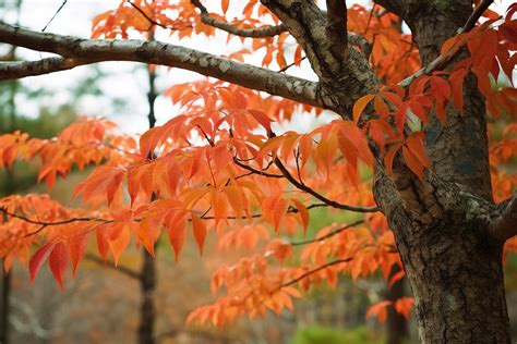 A Tree With Orange Leaves In The Forest Background Autumn Season Tree Background Image And