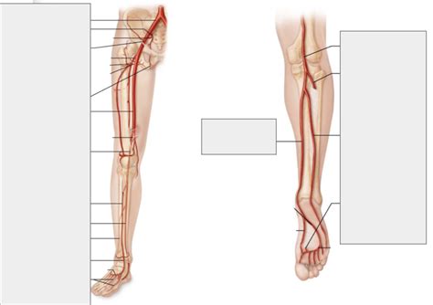 Exam 2 Part 4 Diagram Quizlet