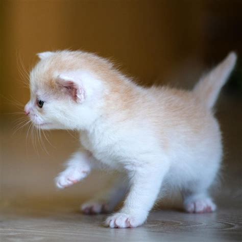 Premium Photo Cute Little Kitten