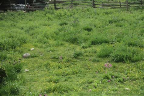 Grass Stock Image Image Of Wildlife Pasture Shrub 375972899