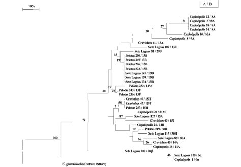 Dendrogram Of 34 Colletotrichum Graminicola Single Spore Isolates Based Download Scientific