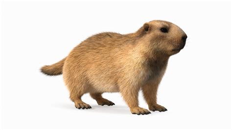 3d Model Marmot Fur Turbosquid 1964252