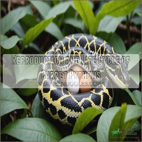 Carpet Python Facts Amazing Features You Didn T Know