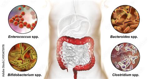 Large Intestinal Microbiome Bacteria Colonizing Large Intestine