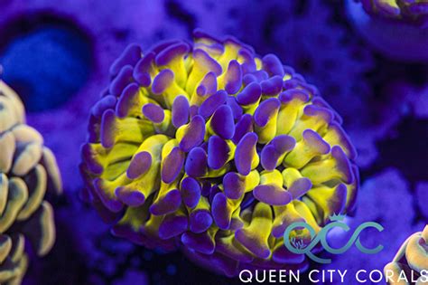 Qcc Holy Grail Hammer Wysiwyg Queen City Corals