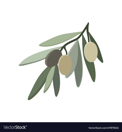 Olive Branch With Leaves Isolated On White Vector Image