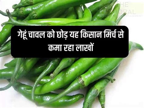 Farming Success Story गेहूं चावल को छोड़ यह किसान मिर्च से कमा रहा लाखों जाने खेती का सही तरीका