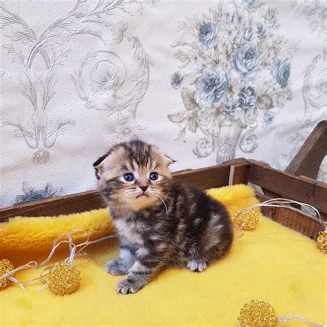 بچه گربه اسکاتیش فلد تبی بچه گرب مو کوتاه اسکاتیش گلد تبی اسکاتیش