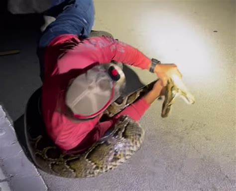 Men Trap Word Record Breaking Burmese Python In Florida Everglades