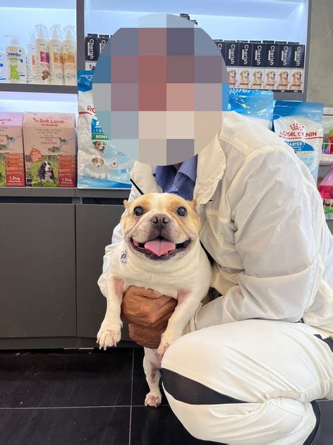 창원 2022 0134 프렌치불독 솔릭 책임분양 푸숑책임분양 노르웨이숲책임분양 데본렉스책임분양 뱅갈책임분양 샴책임분양 셀커크렉스책임분양 스핑크스책임분양 아메리칸숏헤어책임