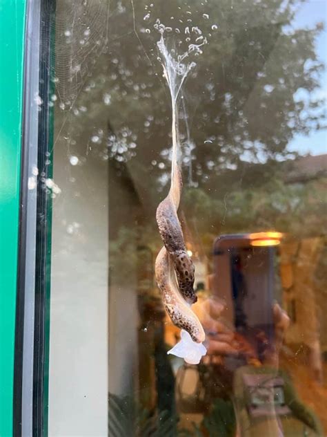 The Weird World Of Slug Sex The Natural Navigator