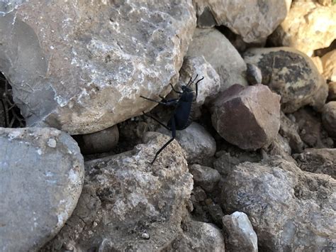 Can Someone Help Me Identify This Beetle R Beetles