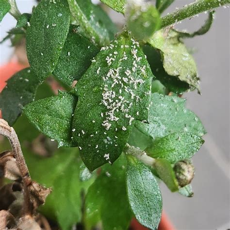 화분 하얀벌레 지식in