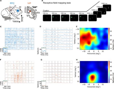 receptive field mapping a positions of recording sites in the