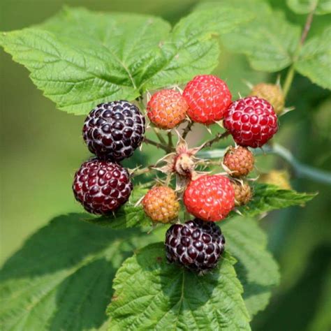 Cascade Delight Raspberry Plant For Sale 6 12 Bareroot