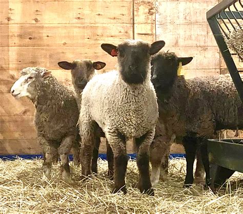 WAN Talks With Mike Stura, Founder Of Skylands Animal Sanctuary, About Rescuing 7 Sheep Who ...