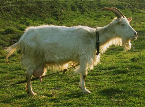 Blanching Nanny Goat 6 Stock Image Image Of Fasten Collar 782685