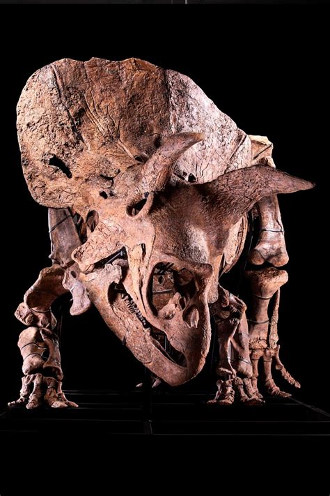 The Skeleton Of The Worlds Biggest Triceratops Goes On Sale Cnn