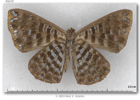 Argyrogrammana G Glaucopis Pinned Specimens