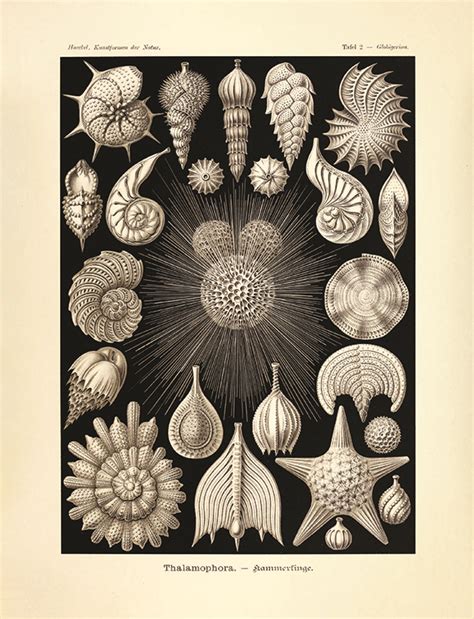 Ernst Haeckels Art Forms In Nature By Ernst Haeckel