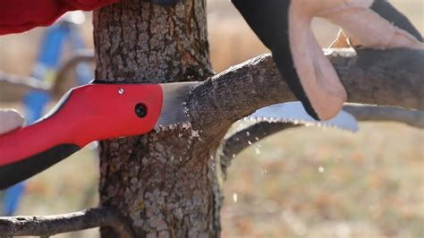 Pruning Landscape Trees