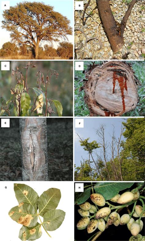 Different Disease Symptoms Caused By Botryosphaeria Dothidea