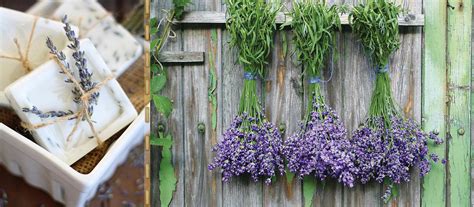 Buy Organic Medicinal Oil Organic Herbal Blends Medicinal Balms