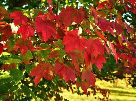 11 Different Types Of Maple Trees Plantglossary
