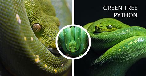 A Guide On Pet Snake Caring Green Tree Python The Barnyard Supply Co