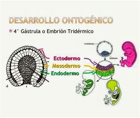 En Esta Imagen Se Muestran Las Tres Capas Germinativas Ectodermo Mesodermo Y Endodermo Las Cual