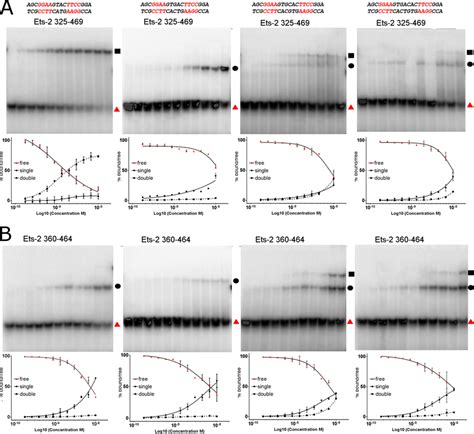 Analysis Of Cooperative Dna Binding By Ets 2 A Cooperative Dna